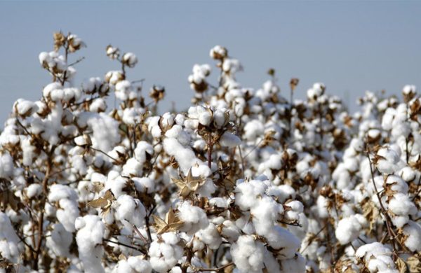 Home - Cotton Incorporated Lifestyle Monitor™