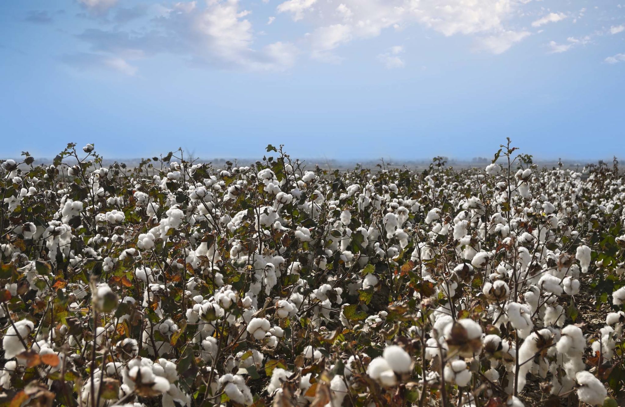 Home - Cotton Incorporated Lifestyle Monitor™ Home - Cotton Incorporated Lifestyle Monitor™