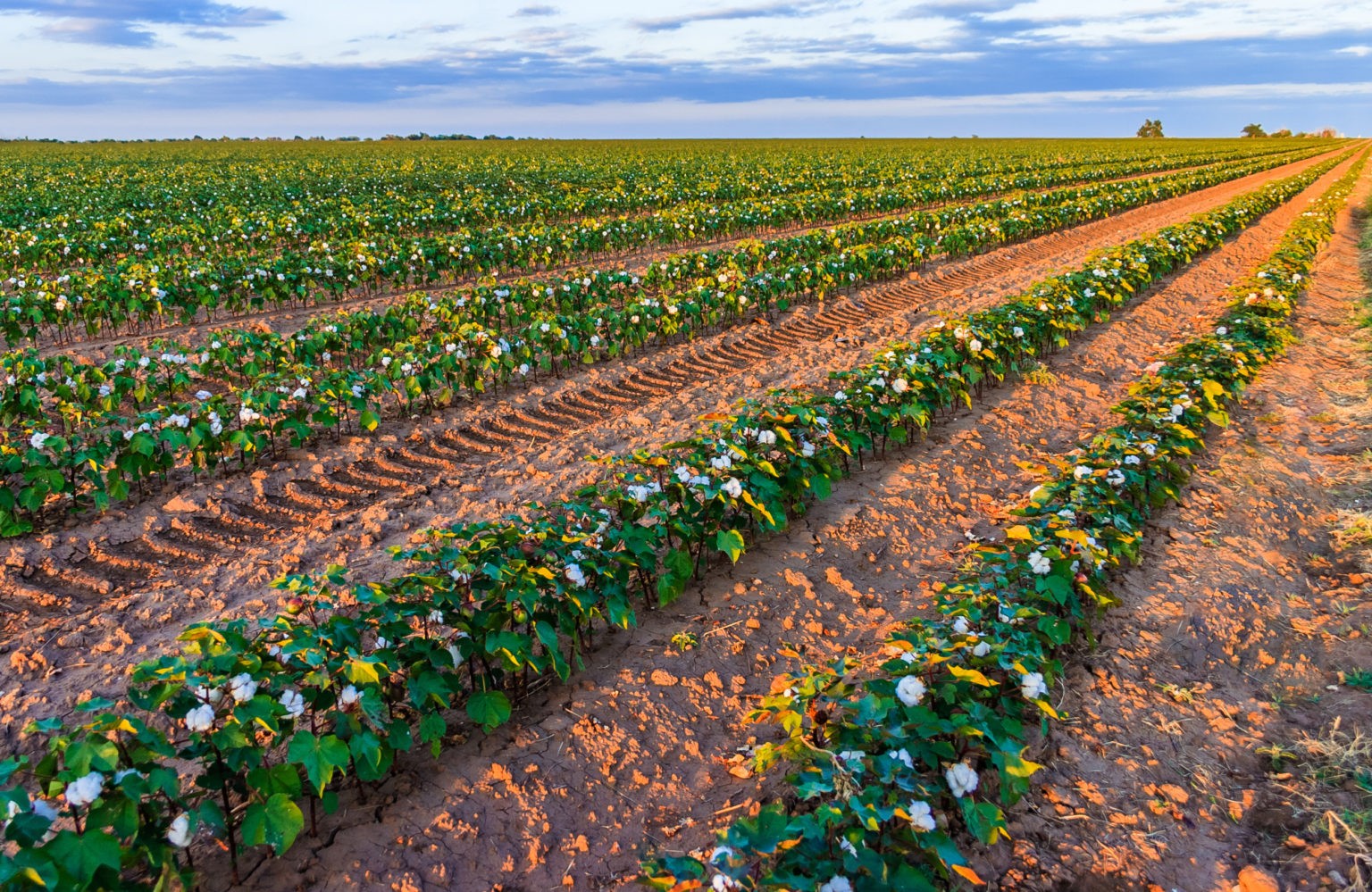 Home - Cotton Incorporated Lifestyle Monitor™