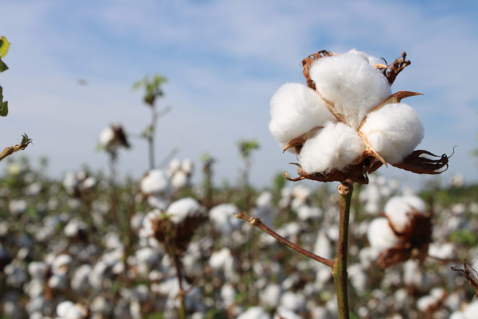 Home - Cotton Incorporated Lifestyle Monitor™